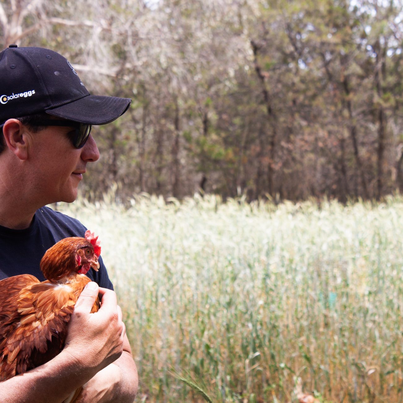 Solar Eggs – South Australia’s largest egg producer