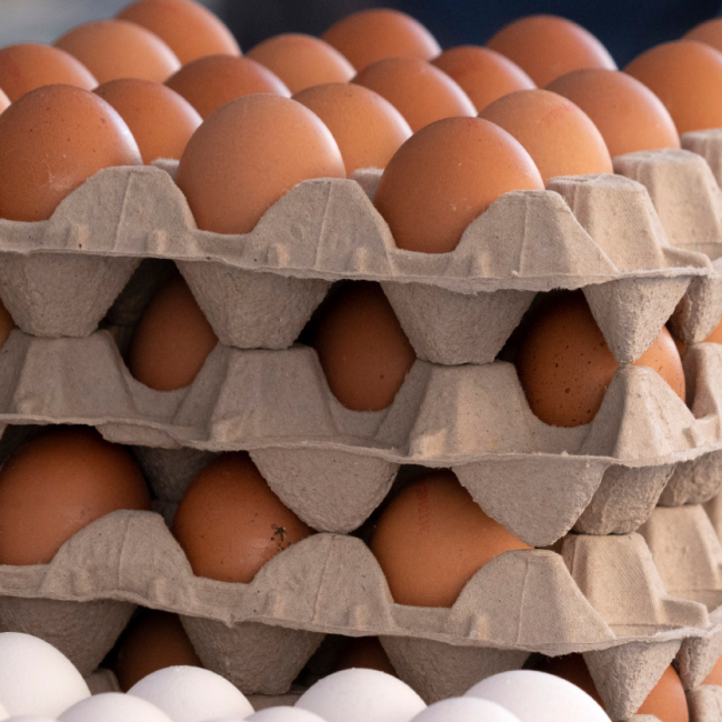Journey of the Egg – Solar Eggs