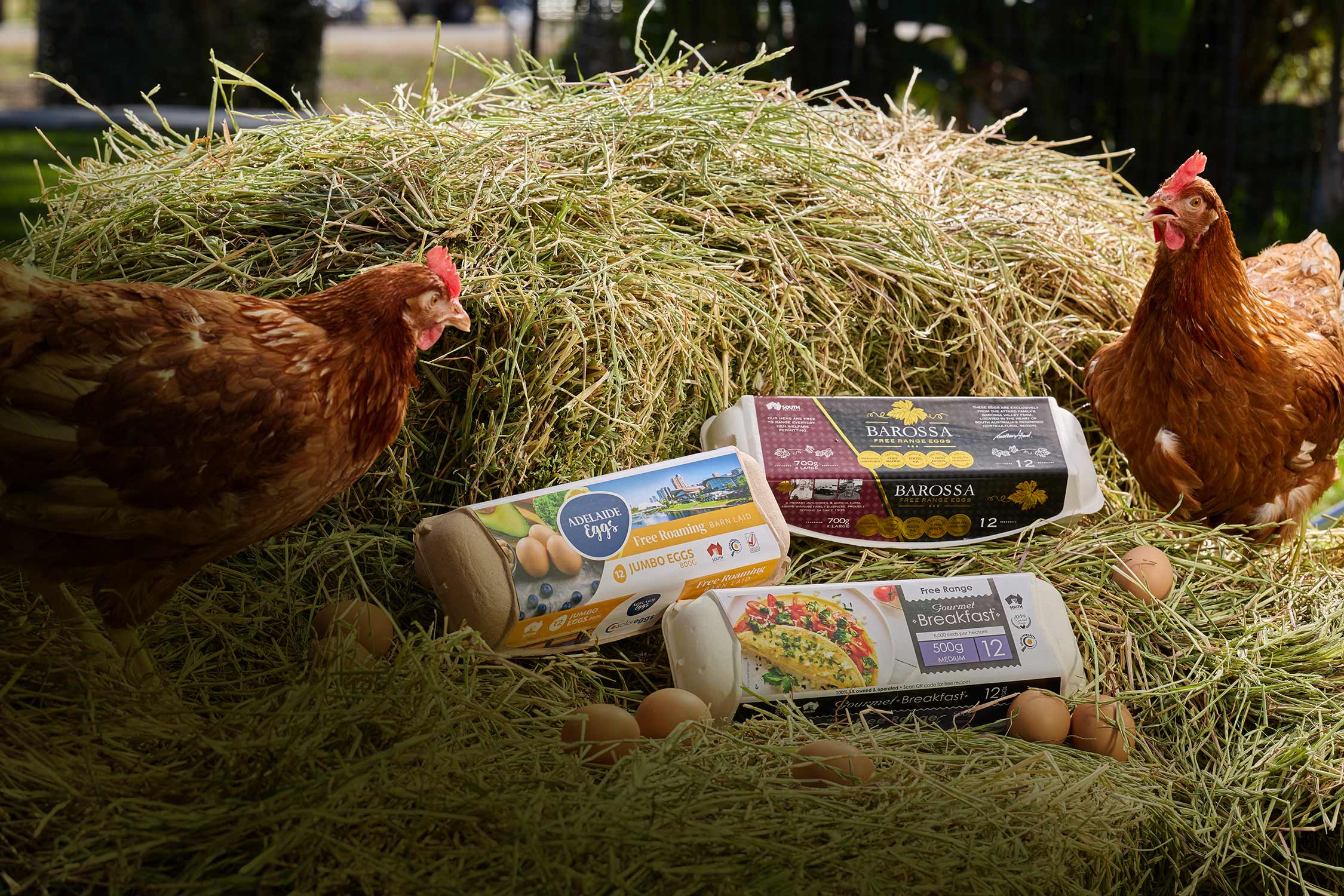 Solar Eggs – South Australia’s largest egg producer